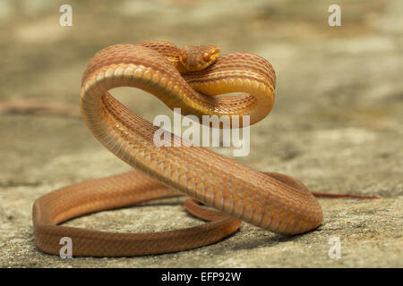 Colubridae, Tawny cat snake, Boiga ochracea, Gumti WLS, Tripura Stock ...