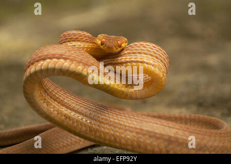 Colubridae, Tawny cat snake, Boiga ochracea, Gumti WLS, Tripura Stock ...