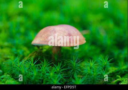 chestnut - marone Stock Photo - Alamy