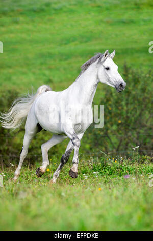 trotting Holsteiner warmblood Stock Photo - Alamy