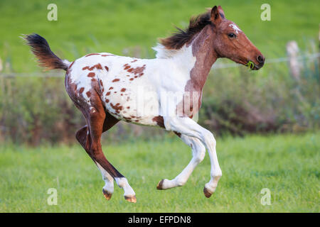 Lewitzer Pony Leopard-spotted foal trotting pasture Germany Stock Photo ...