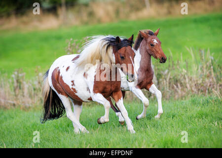 Lewitzer Pony Leopard-spotted foal galloping pasture Germany Stock ...