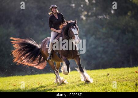 Shire Horse Bay mare woman rider galloping pasture Germany Stock Photo ...