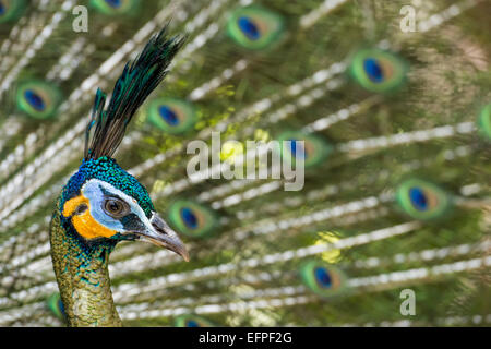 Java green Peafowl (Pavo muticus), Bali Bird Park, Indonesia Stock ...