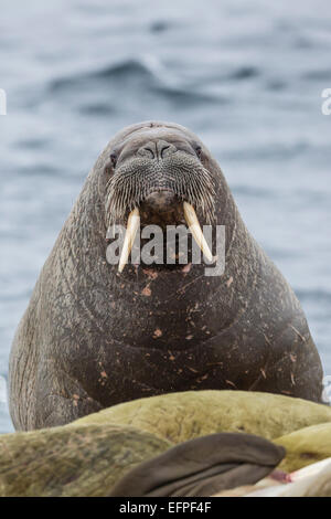 Walrus (Odobenus rosmarus) male / bull covered in scars with big tusks ...