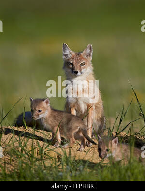 Swift fox (Vulpes velox) adult and kit, Pawnee National Grassland ...