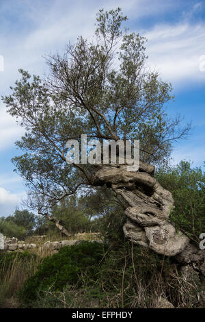 olive tree in a grove, in the Tramuntana mountains on Majorca, Spain ...