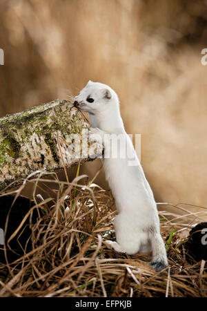Stoat (Mustela erminea Stock Photo - Alamy