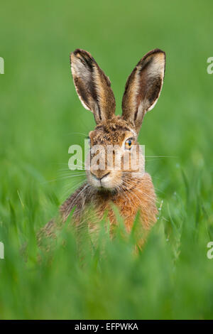 European hare (Lepus europaeus), sitting in clover (Trifolium repens ...