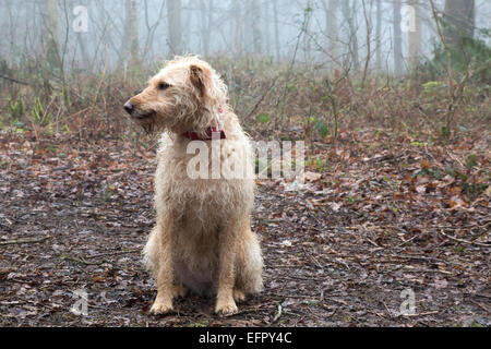 Yellow Labradoodle Portrait Stock Photo - Alamy