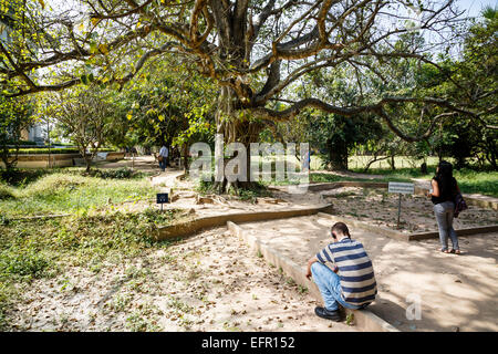 Killing tree, killing fields, Phnom Penh, Cambodia, death destruction ...