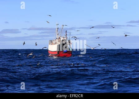 Trawler, sea birds, Cape of Good Hope, South Africa Stock Photo - Alamy