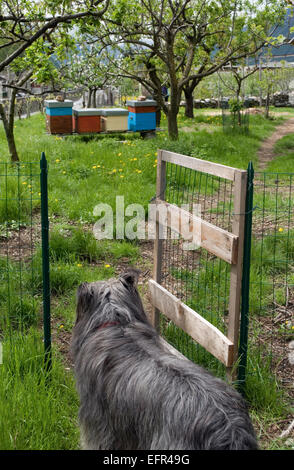 dog behind gate Stock Photo - Alamy