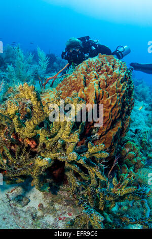 Sponges, Florida Keys National Marine Sanctuary Stock Photo - Alamy