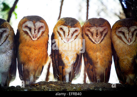 A front view of five barn owls with characteristic heart shaped faces ...