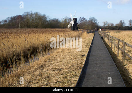 Fenland Wicken Fen Reeds and Windmill Stock Photo - Alamy