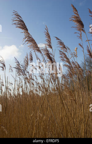 Reeds at Wicken Fen National Nature Reserve, Cambridgeshire, in April ...