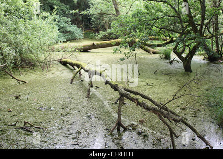 Pingos (sink holes) on the Thompson trail in Norfolk Stock Photo - Alamy