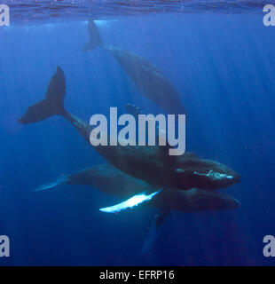 Scuba diver and Humpback Whales (Megaptera novaeangliae), open Pacific ...