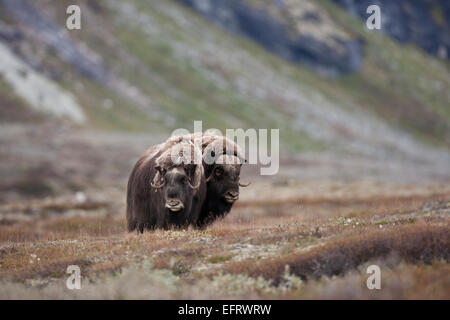 Muskox (Ovibos moschatus) bull and cow on the tundra during the rut ...
