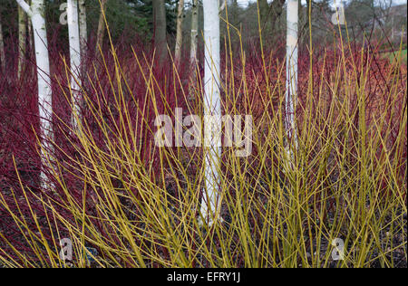 Cornus stems and Birch trees in winter Stock Photo - Alamy