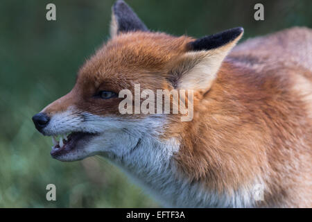 Red Fox Growling. Close up. Grass background. Vulpes vulpes Stock Photo ...
