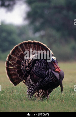 Tom turkey strutting for a hen in northern Wisconsin Stock Photo - Alamy