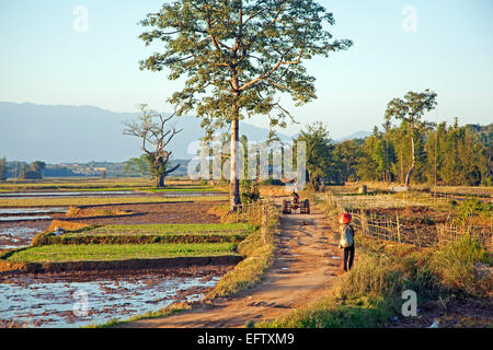 MYANMAR (BURMA) RICE PADDY FIELDS ON THE IRRAWADY RIVER NEAR SAGAING ...