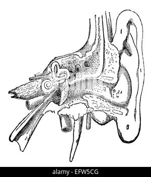 Anatomy of the human ear. Vintage engraving from Harpers Monthly ...