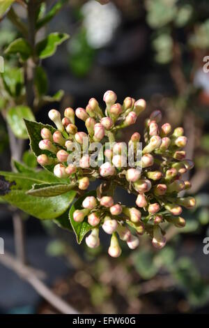 Round flower buds Stock Photo - Alamy