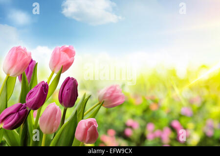 Colorful tulip flowers in the morning sun, the Netherlands Stock Photo ...