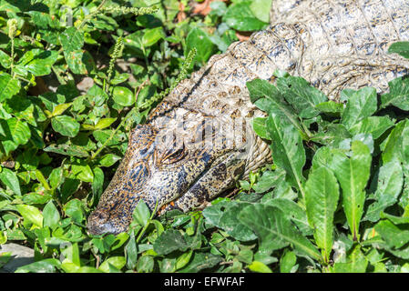 Caiman in the Amazon river in Ecuador Stock Photo: 95753868 - Alamy