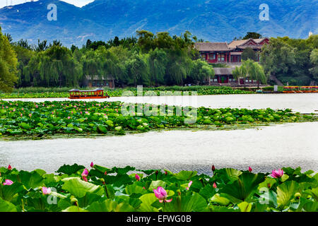 Lotus flowers bloom at the Summer Palace in Beijing, China, 17 June ...