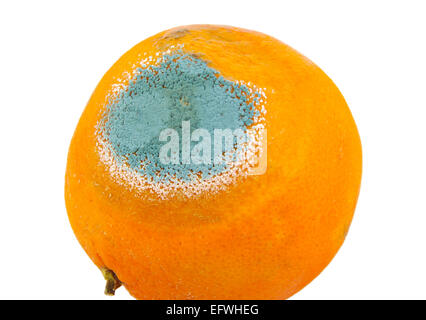 mold and mildew on rotten orange skin Stock Photo - Alamy