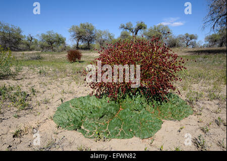 "Rheum tataricum" is a local rhubarb of Kazakhstan desert Stock Photo ...