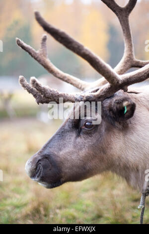 Portrait of Reindeer in the paddock on the farm Stock Photo - Alamy
