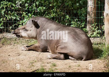 Hoof of the South American tapir (Tapirus terrestris), also known as ...