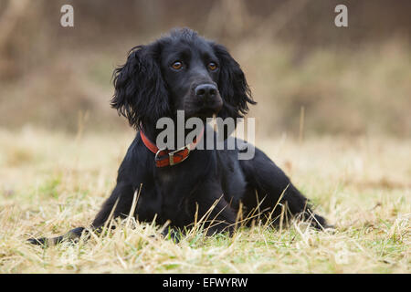 A black cocker spaniel dog laying down outside on grass Stock Photo - Alamy