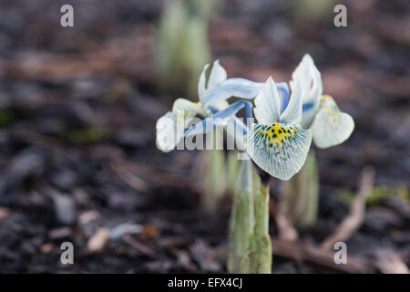 Iris reticulata histrioides Katharine Hodgkin. Dwarf iris Stock Photo ...