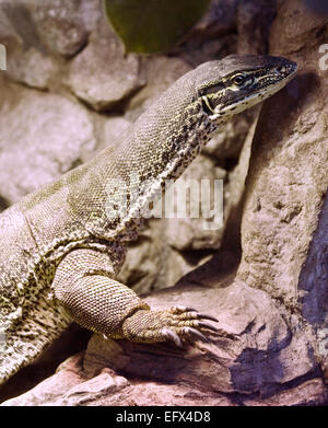 Sand Goanna or Gould's Monitor, Varanus gouldii, Chilli Beach, Kutini ...