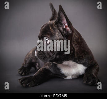 French bulldog puppy lying on a blanket Stock Photo - Alamy