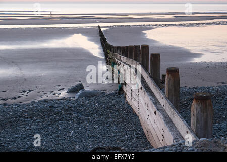 Old wooden groynes near Petrified,prehistoric,oak,forest,tree,trees ...
