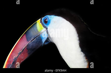 portrait of a toucan, a rare species of parrots Stock Photo - Alamy
