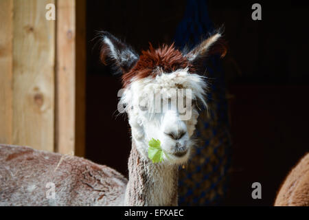 Alpaca chewing and eating leaves Stock Photo - Alamy