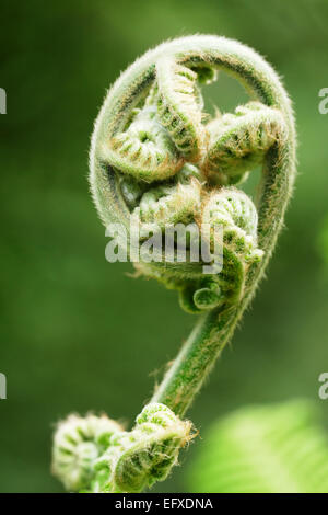 Fern unrolling a frond Stock Photo - Alamy