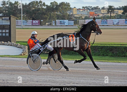 Trotting Horse - Malta Stock Photo - Alamy