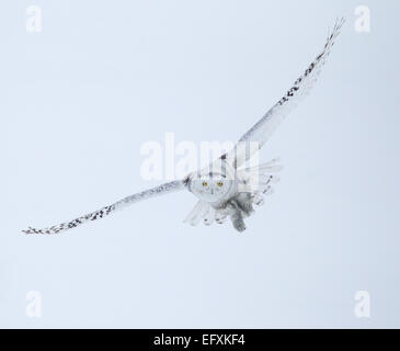 Snowy owl flying snow falling Stock Photo - Alamy