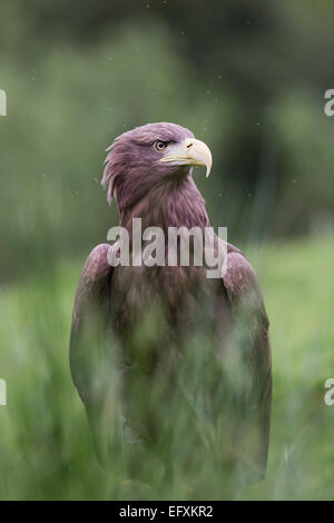 White-tailed sea eagle (Haliaeetus albicilla) in flight, hunting and ...