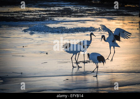 Baicheng, China's Jilin Province. 5th Feb, 2015. Red-crowned cranes ...