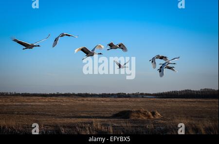 Baicheng, China's Jilin Province. 5th Feb, 2015. Red-crowned cranes are ...
